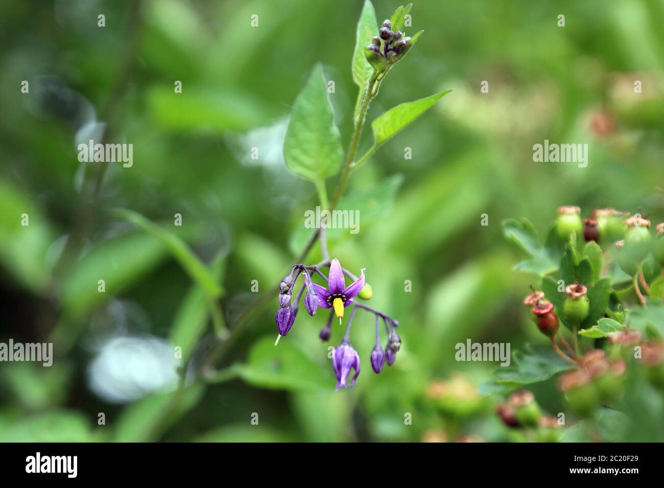 Deadly nightshade flowers hi-res stock photography and images - Alamy