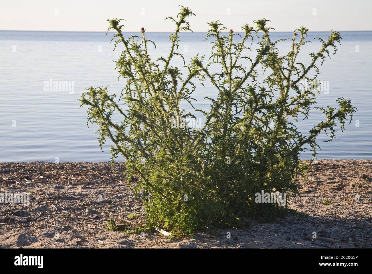 Bull thistle, (Cirsium vulgare), prickly weed Stock Photo - Alamy