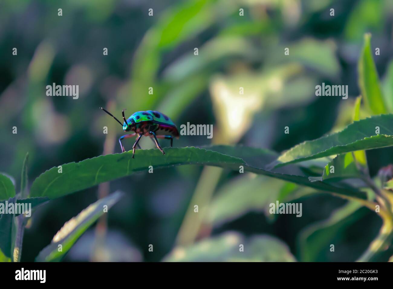 Water insect africa hi-res stock photography and images - Alamy