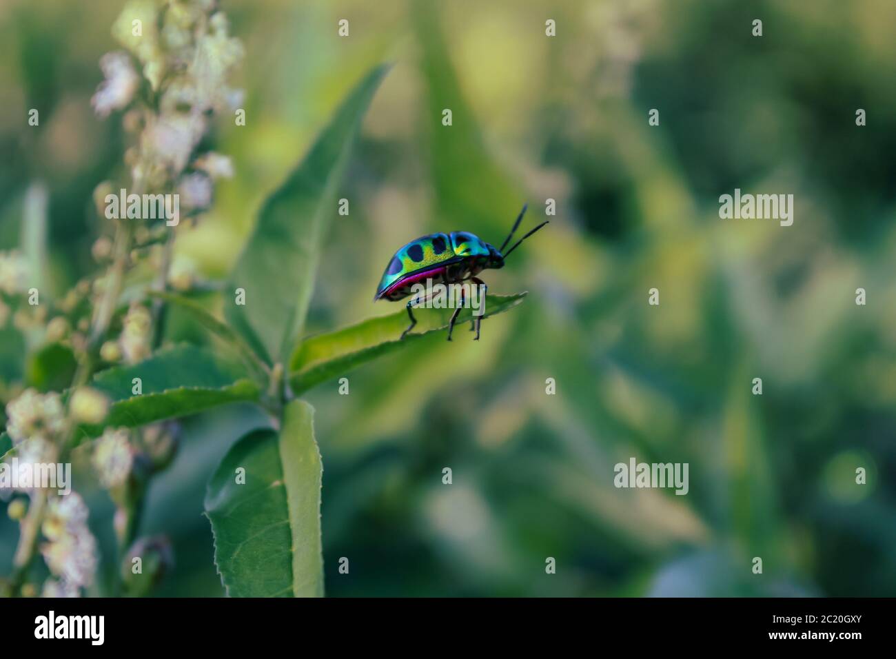 China insect food hi-res stock photography and images - Alamy