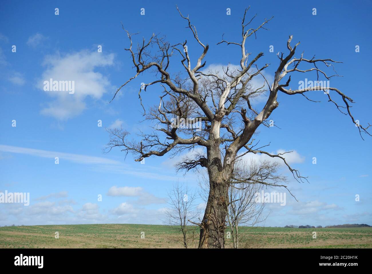 Dead oak tree branches hi-res stock photography and images - Alamy