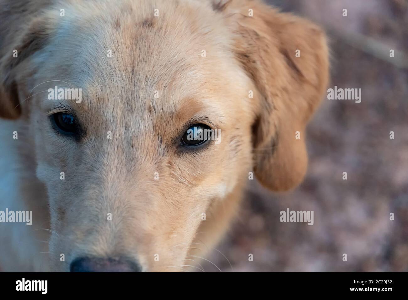 Beautiful shot golden grass hi-res stock photography and images - Alamy