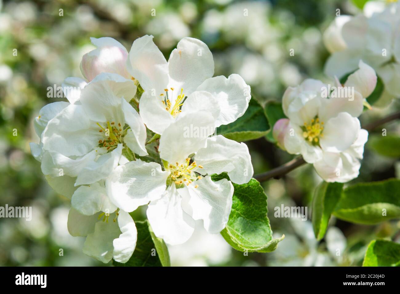 White flowers of apple tree. Beautiful blossoming apple tree branch in ...