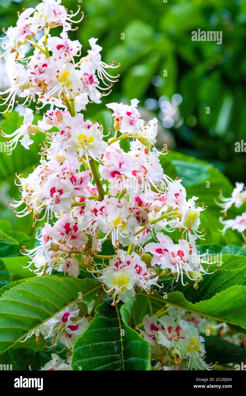 Chestnut Tree Flowers