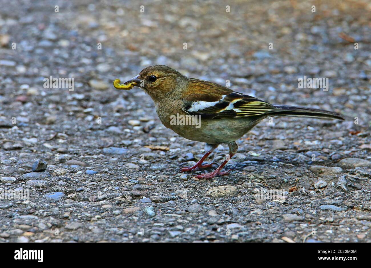 Fringilla hi-res stock photography and images - Alamy