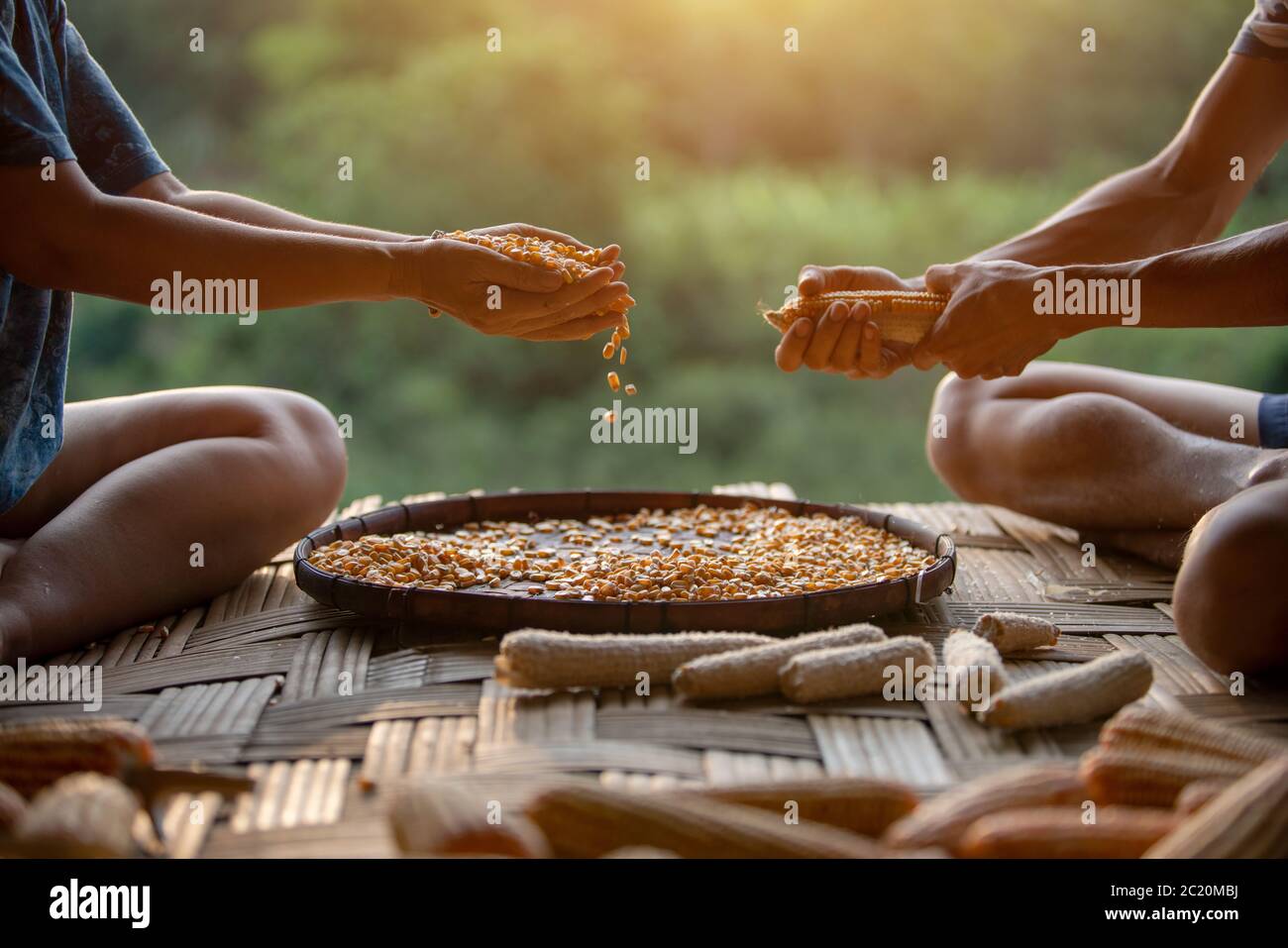Seed selection hi-res stock photography and images - Alamy