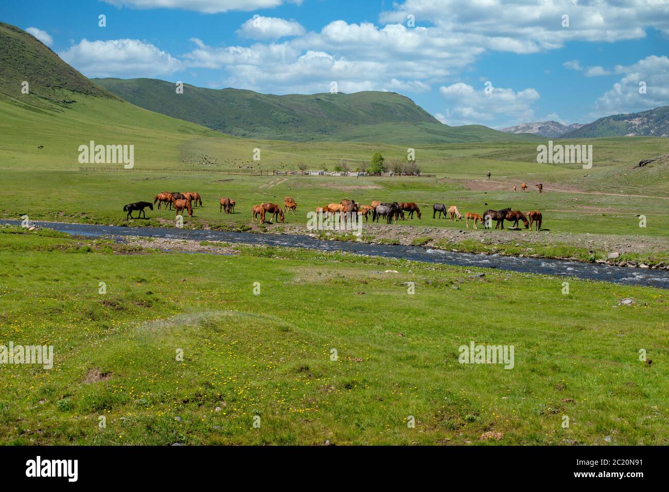 Raising horses farm in Kazakhstan Stock Photo - Alamy