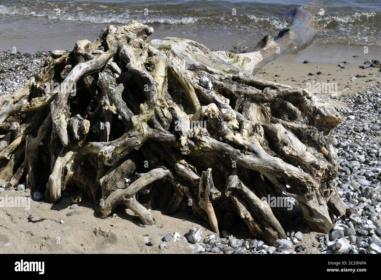 The sea tree hi-res stock photography and images - Alamy