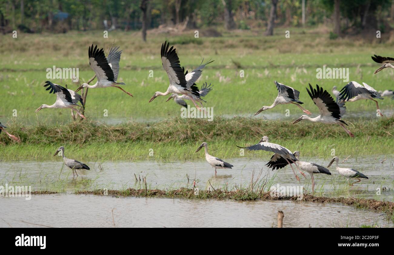 A flock of openbill in the stork family Stock Photo - Alamy