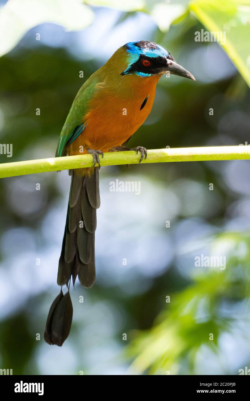 Motmot tail hi-res stock photography and images - Alamy