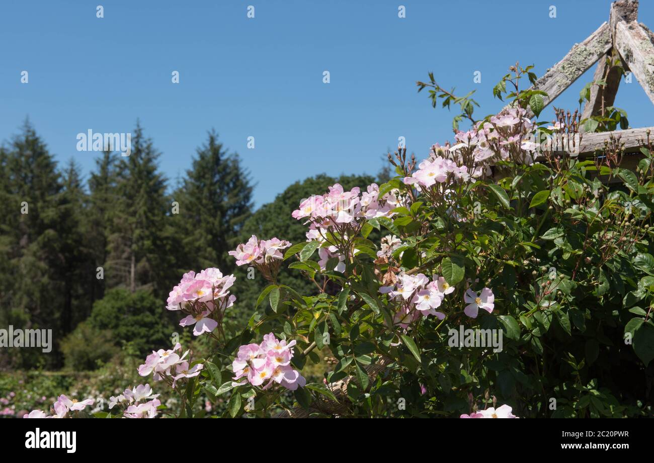 Rose pergola in garden hi-res stock photography and images - Alamy