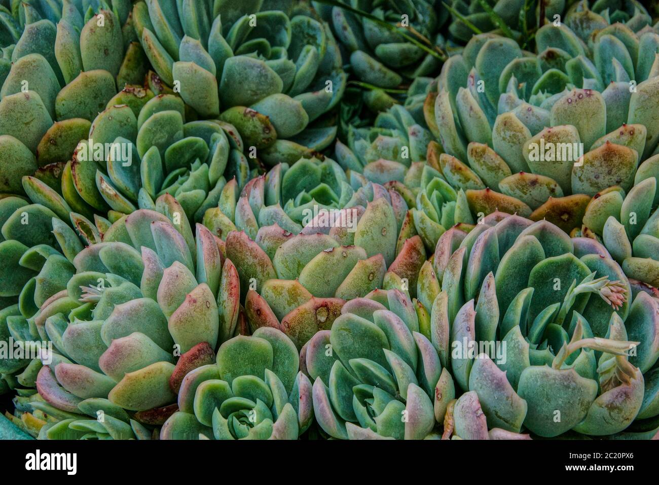 a photo of several white mexican rose growing together Stock Photo - Alamy