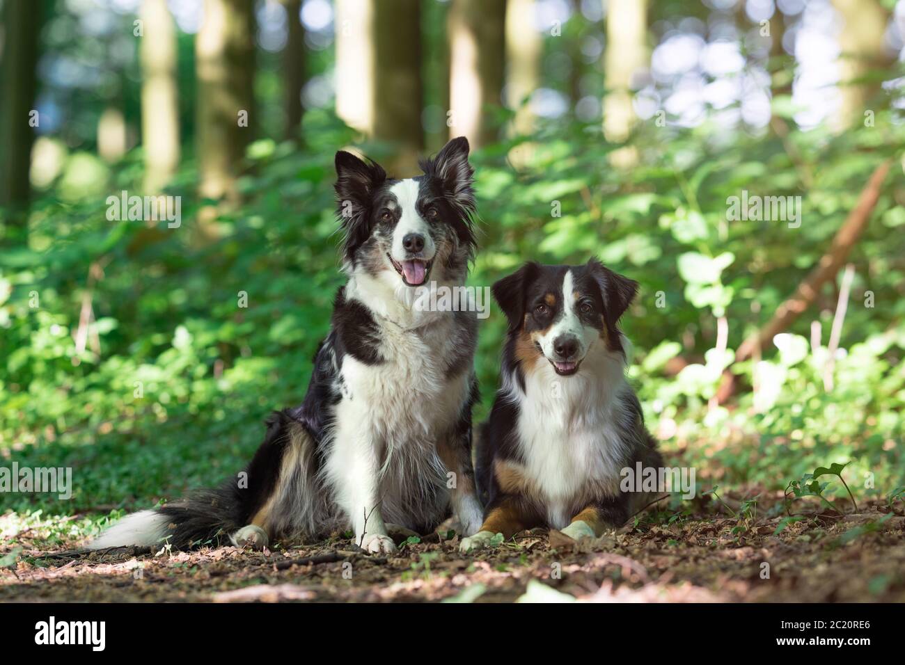 Two australian shepherd dogs Stock Photo - Alamy