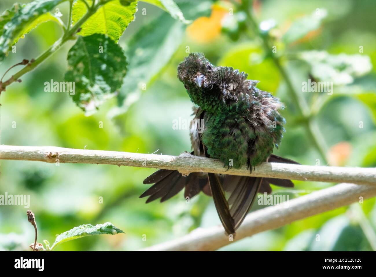 A Copper-rumped hummingbird stretches while looking at the camera ...