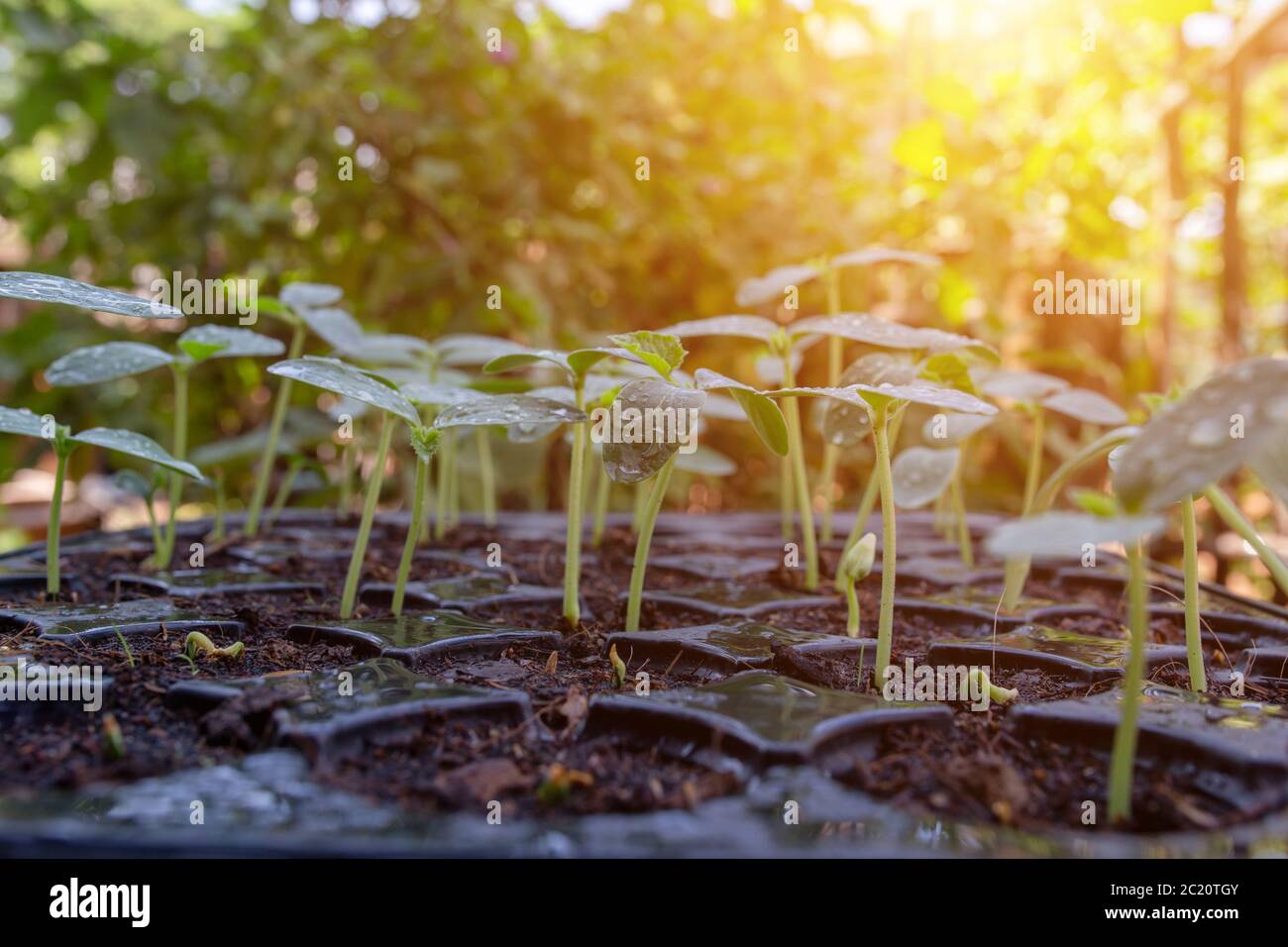 Seedlings growing in the planting panel Stock Photo - Alamy
