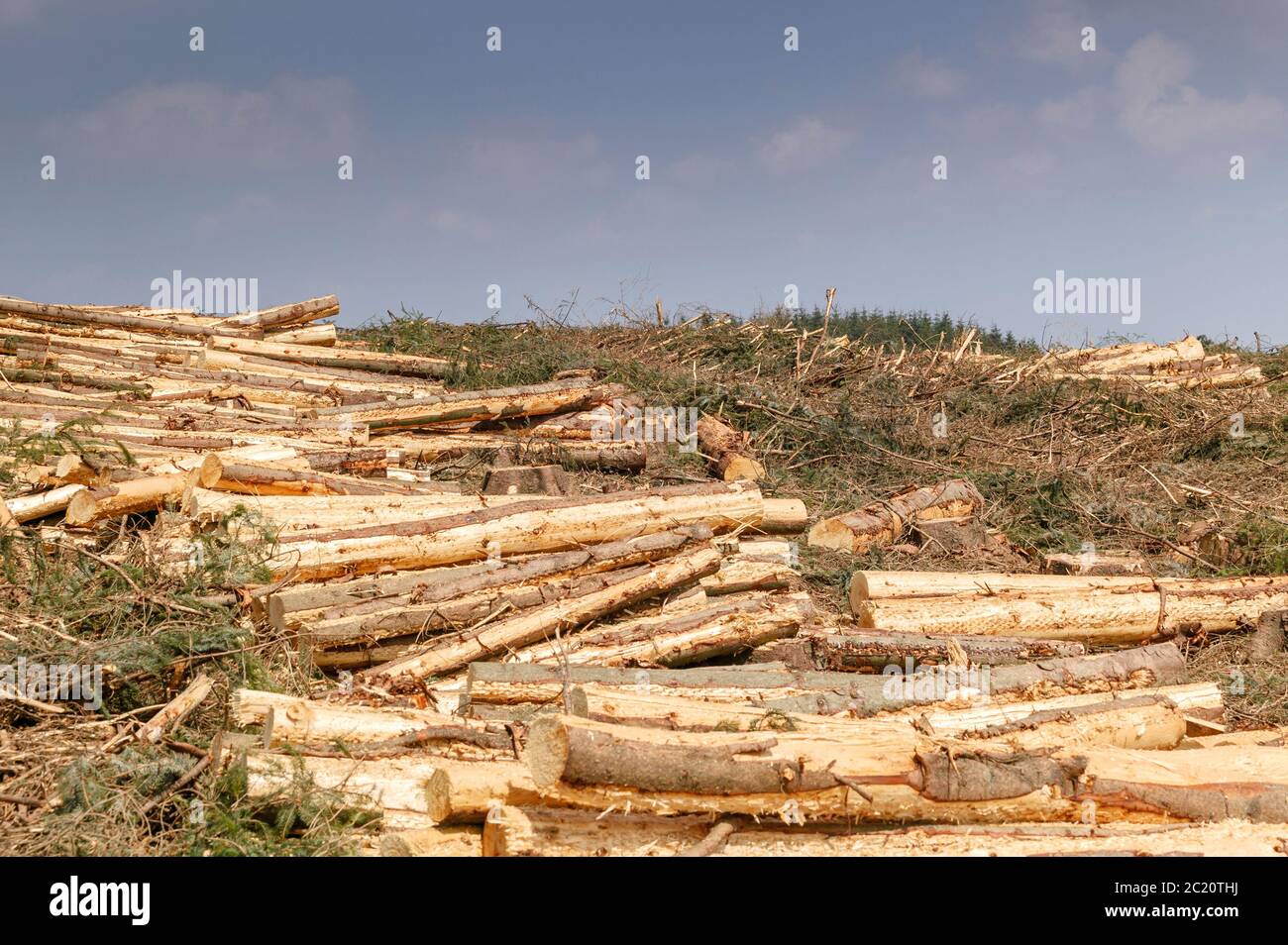 Timber Harvesting Carmarthenshire Wales Stock Photo - Alamy