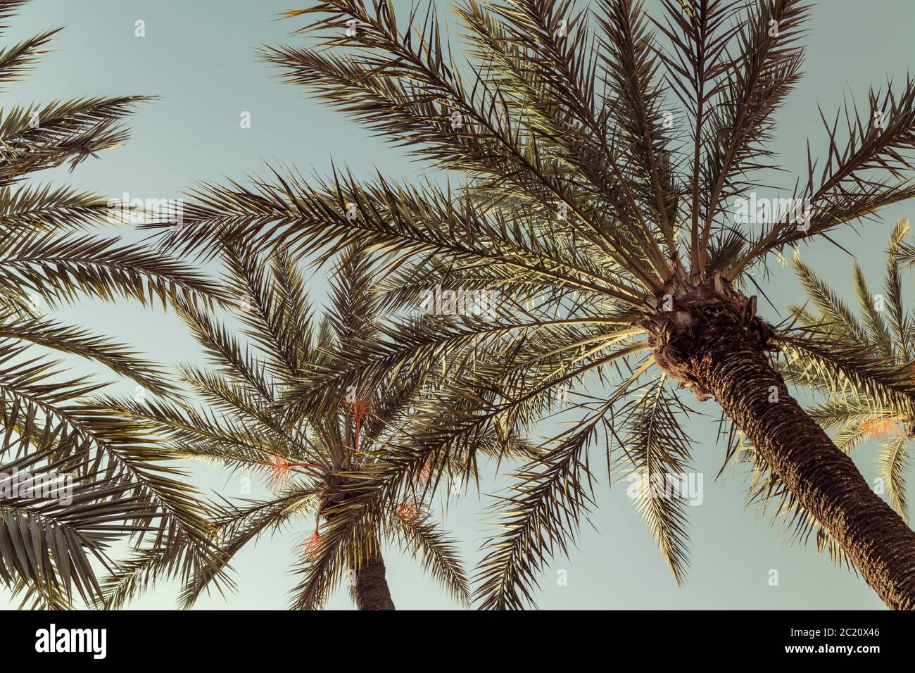 Holiday Palm Trees Stock Photo - Alamy