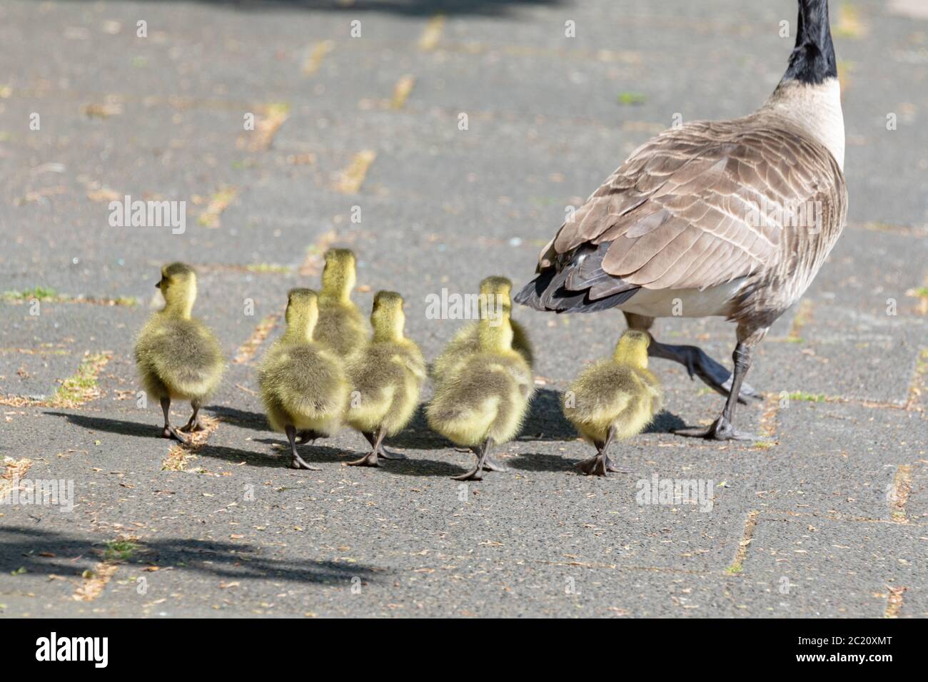 Canada goose and goslings hi-res stock photography and images - Alamy