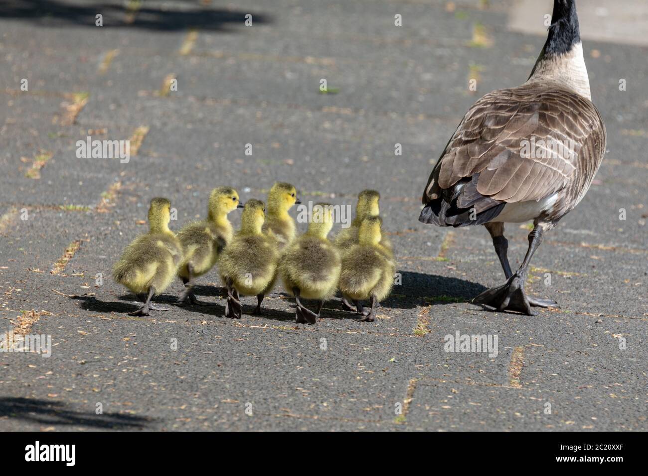 Canada goose canadensis mother protecting hi-res stock photography and ...