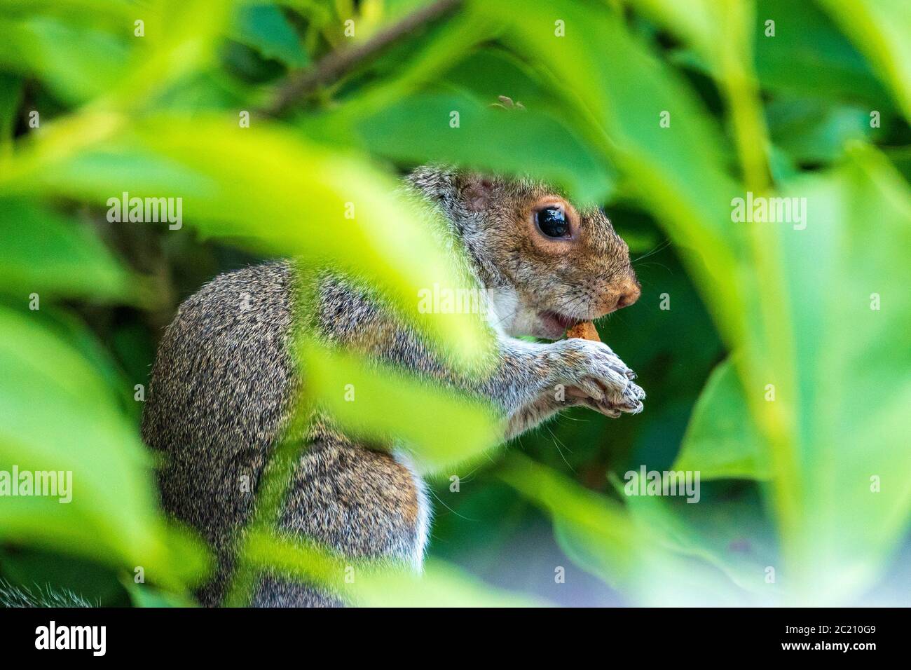 Grey squirrel pest hi-res stock photography and images - Alamy