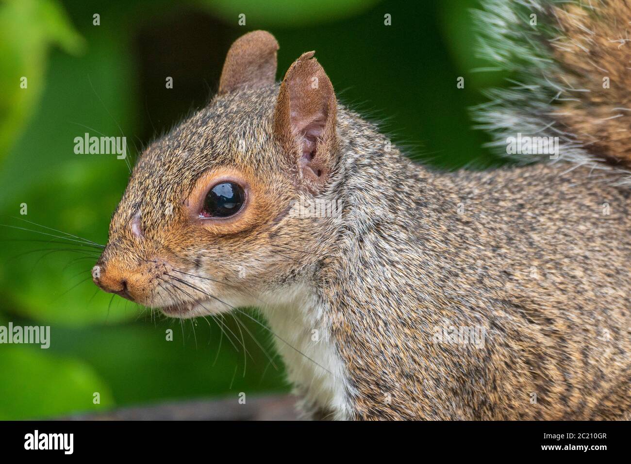 Grey squirrel pest hi-res stock photography and images - Alamy