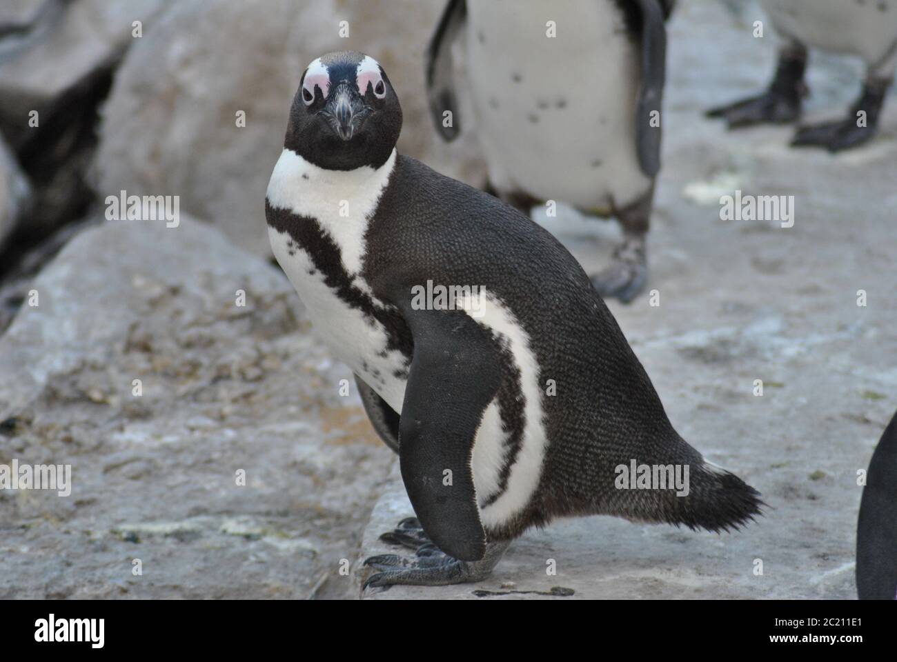 Penguins looking at camera hi-res stock photography and images - Alamy