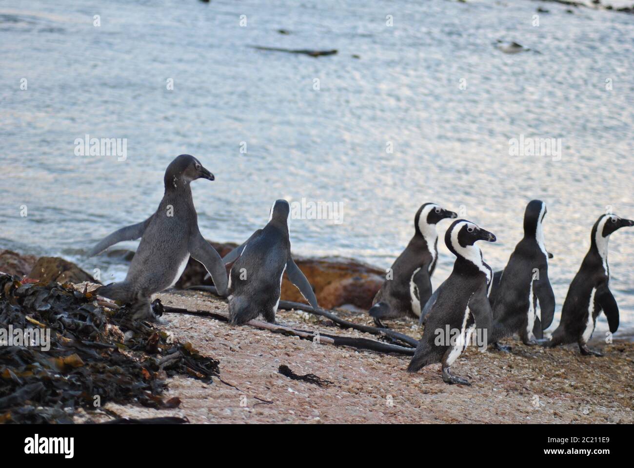 Penguin walking route hi-res stock photography and images - Alamy