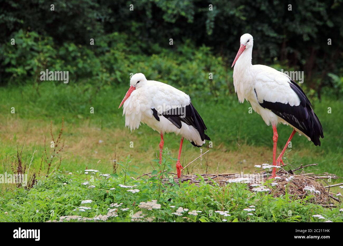 Lucky bird hi-res stock photography and images - Alamy