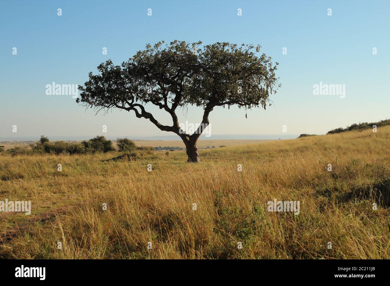 Kigelia africana in Kenya Stock Photo - Alamy