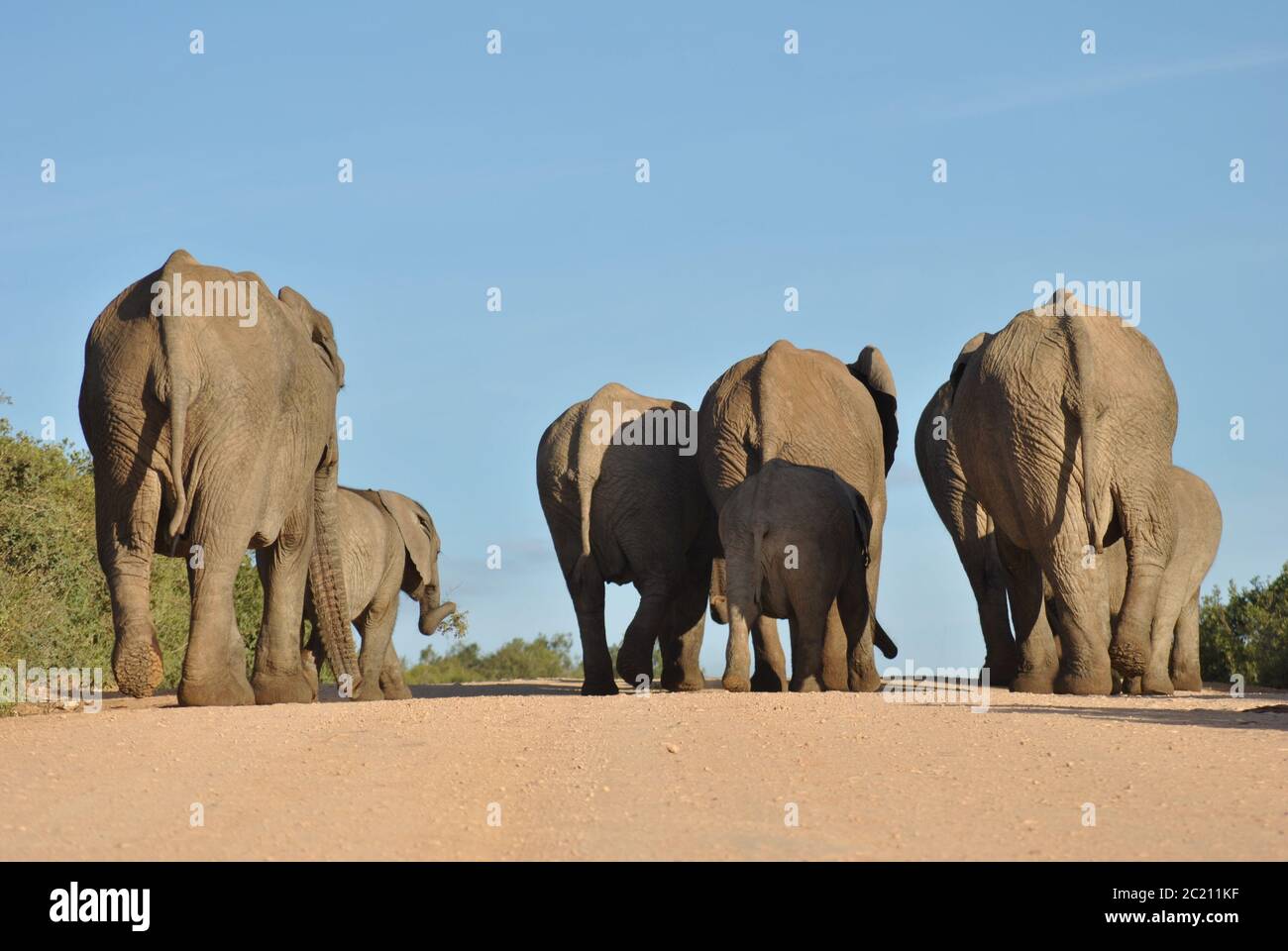 Giant safari animals hi-res stock photography and images - Alamy