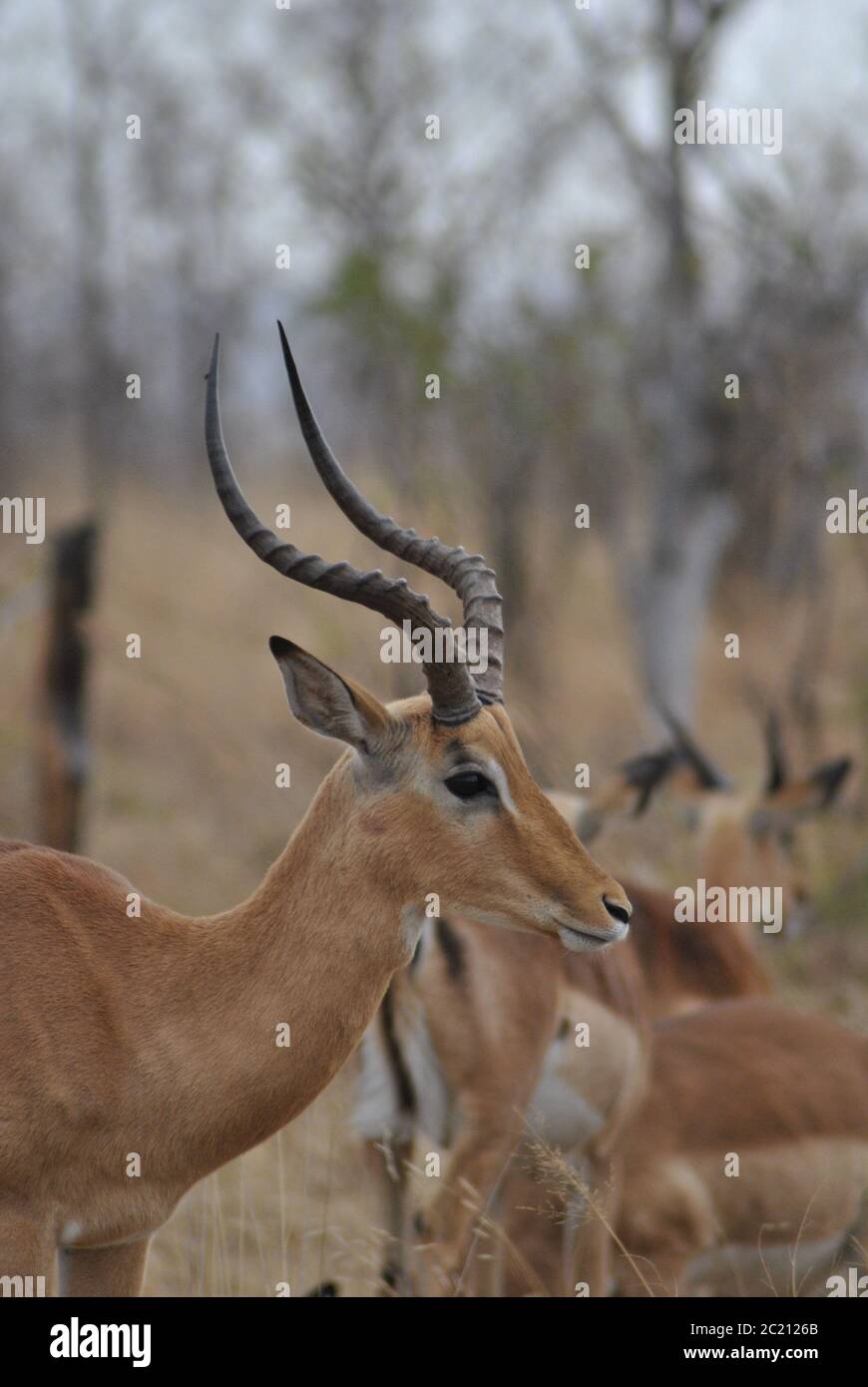 African impala hi-res stock photography and images - Alamy