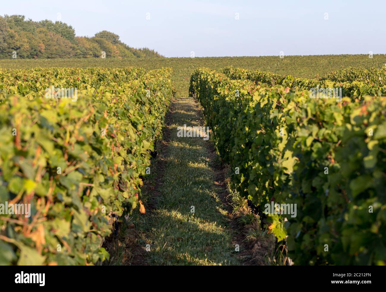 Ripe red Merlot grapes on rows of vines in a vienyard before the wine ...