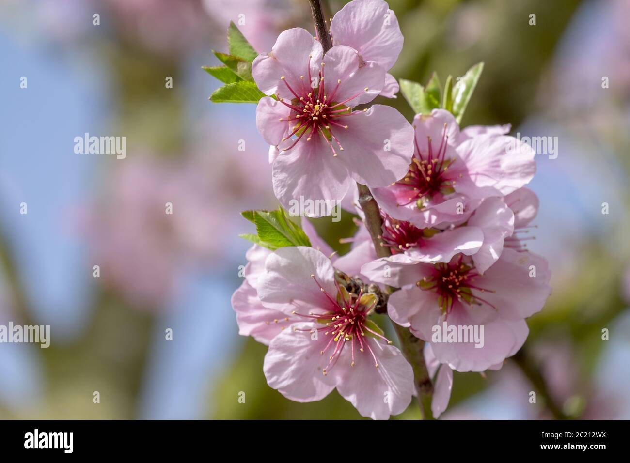 Almond tree flowers (Prunus dulcis Stock Photo - Alamy