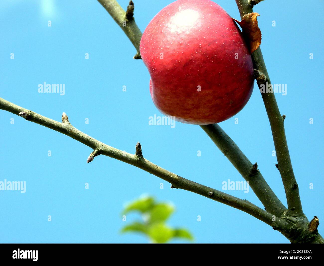 single deep red apple on branch against blue sky Stock Photo - Alamy