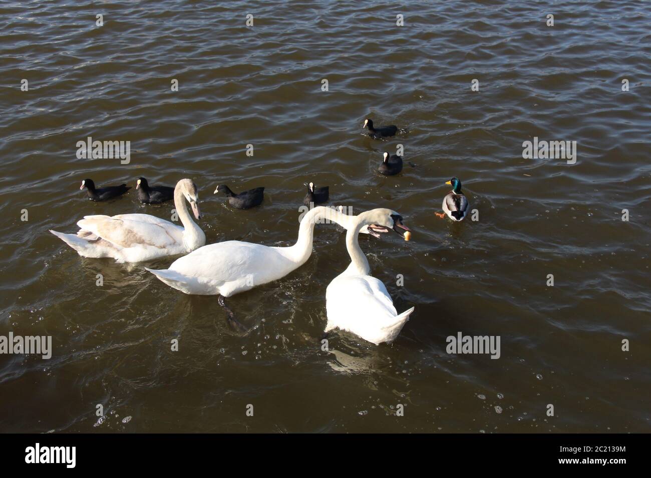 Grab by neck hi-res stock photography and images - Alamy