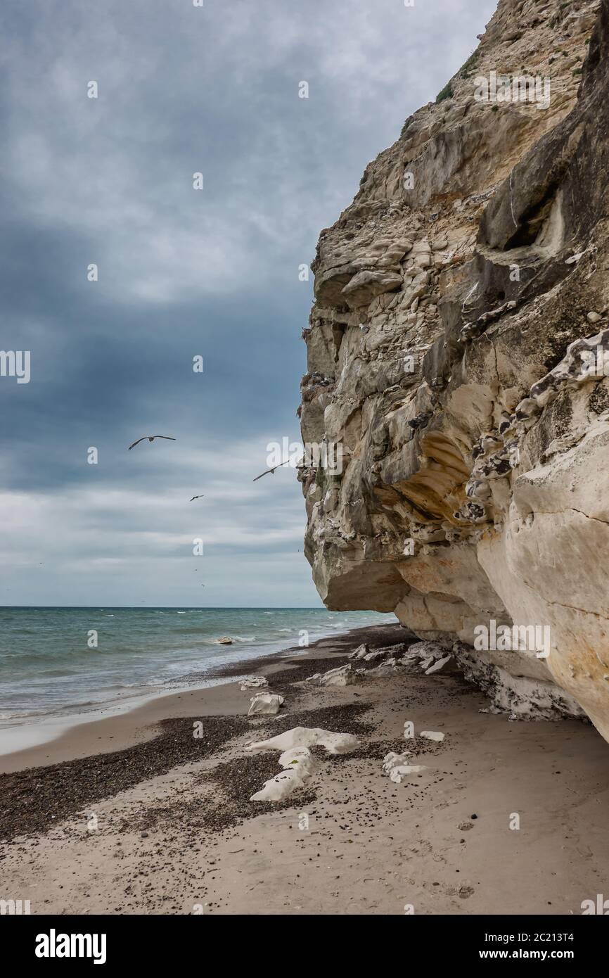 National bird of denmark hi-res stock photography and images - Alamy