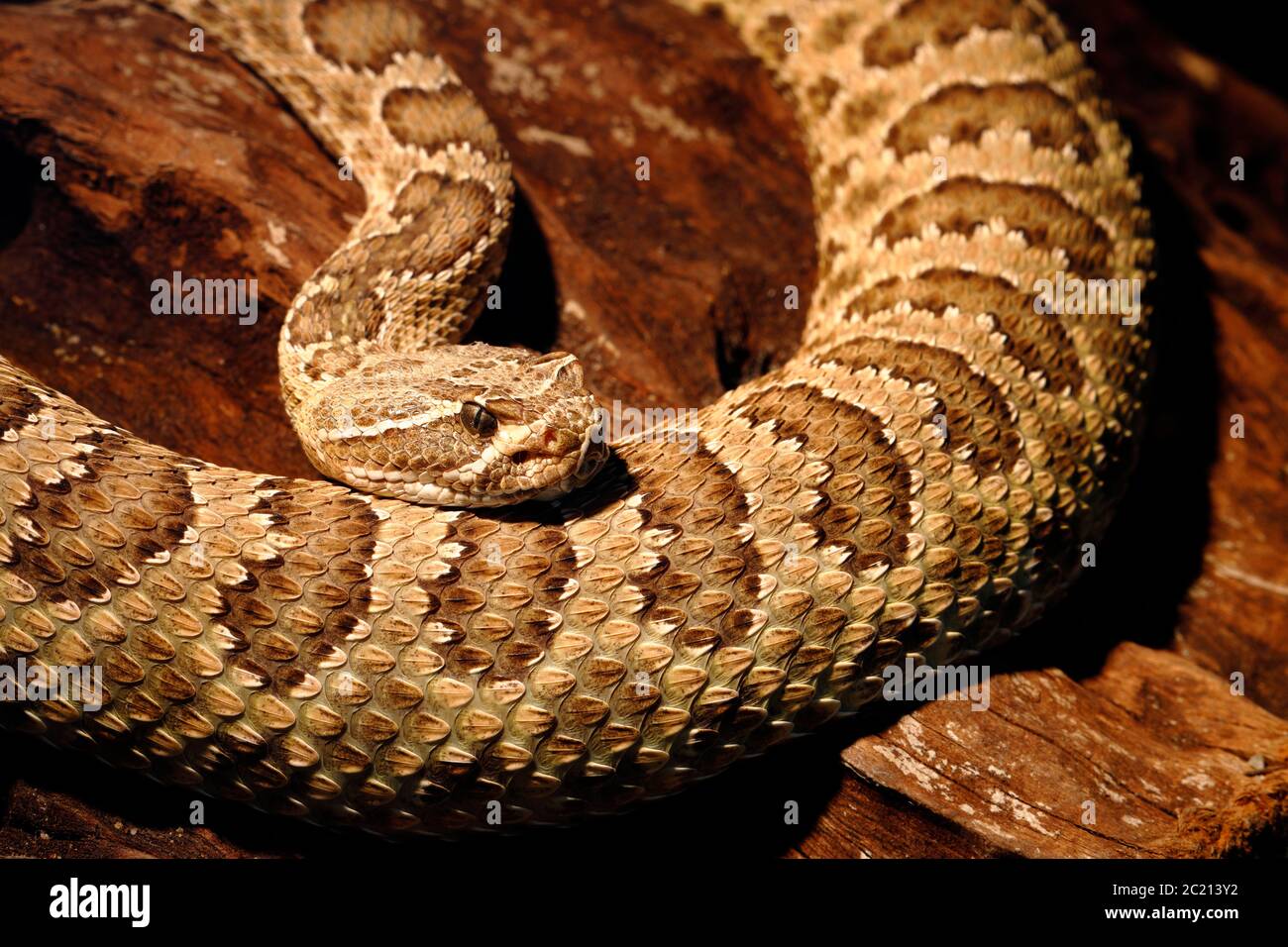 Poisonous snakes hi-res stock photography and images - Alamy
