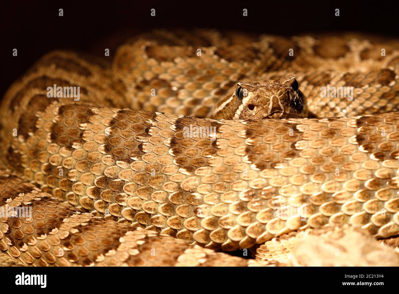 a dangerous poisonous rattlesnake Stock Photo - Alamy