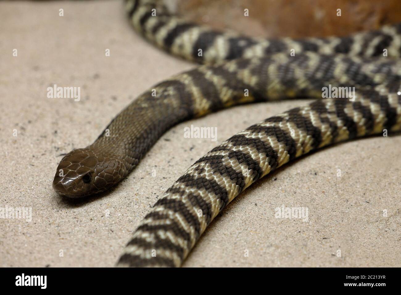 Desert cobra snake hi-res stock photography and images - Alamy