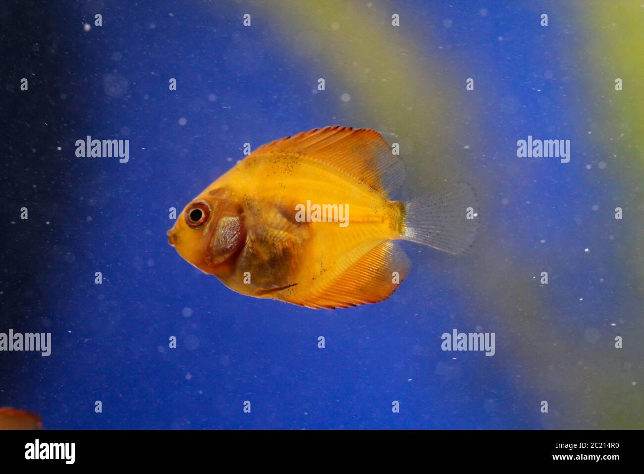 discus baby fish Stock Photo - Alamy