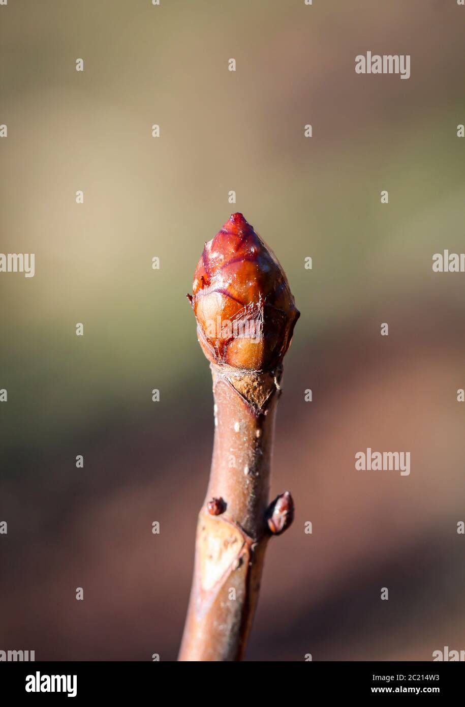 Shrimp tree hi-res stock photography and images - Alamy