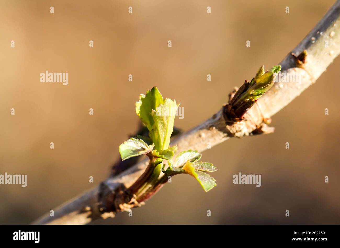 Sausage tree branches hi-res stock photography and images - Alamy