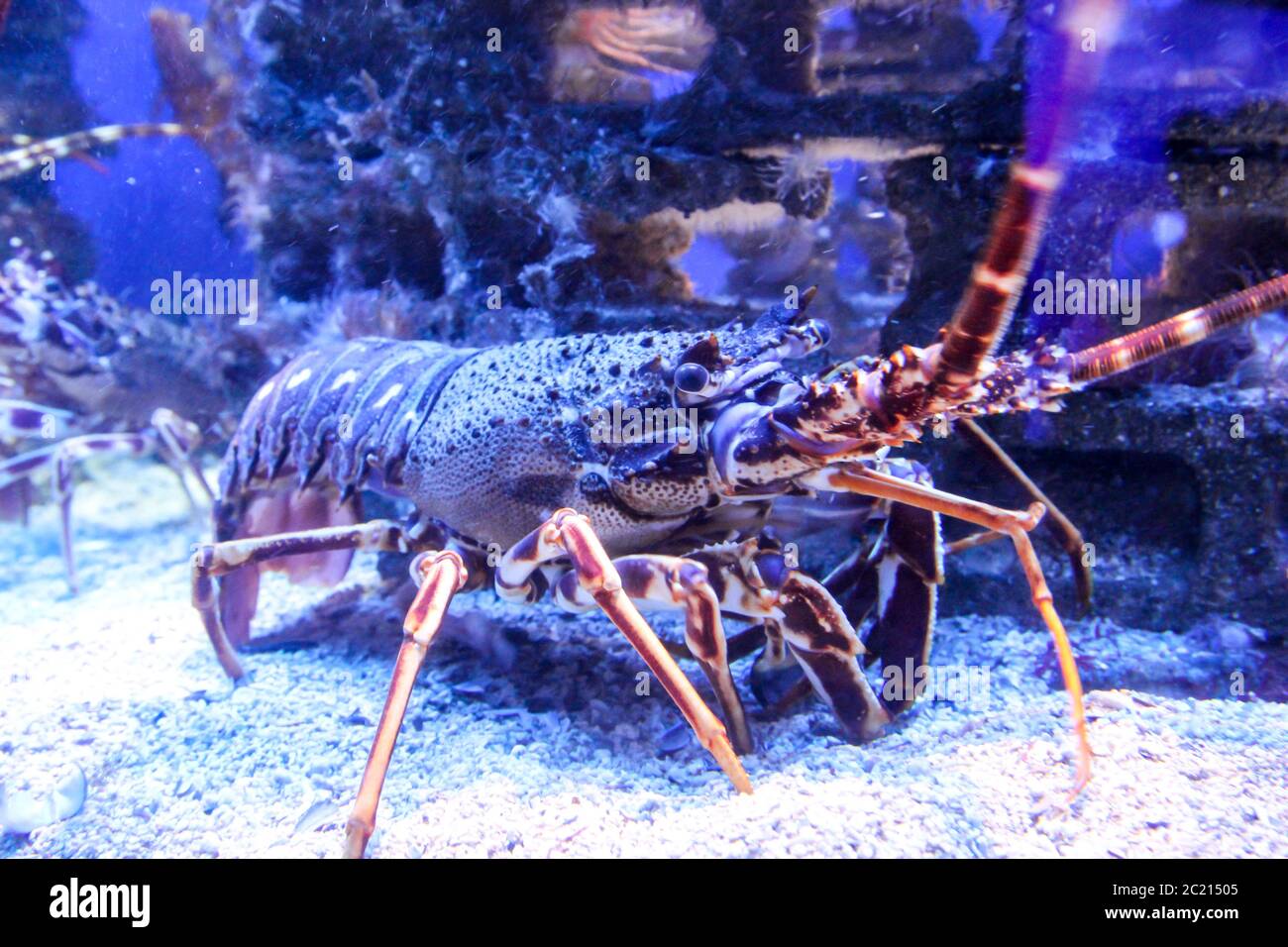 Lobster fish hi-res stock photography and images - Alamy
