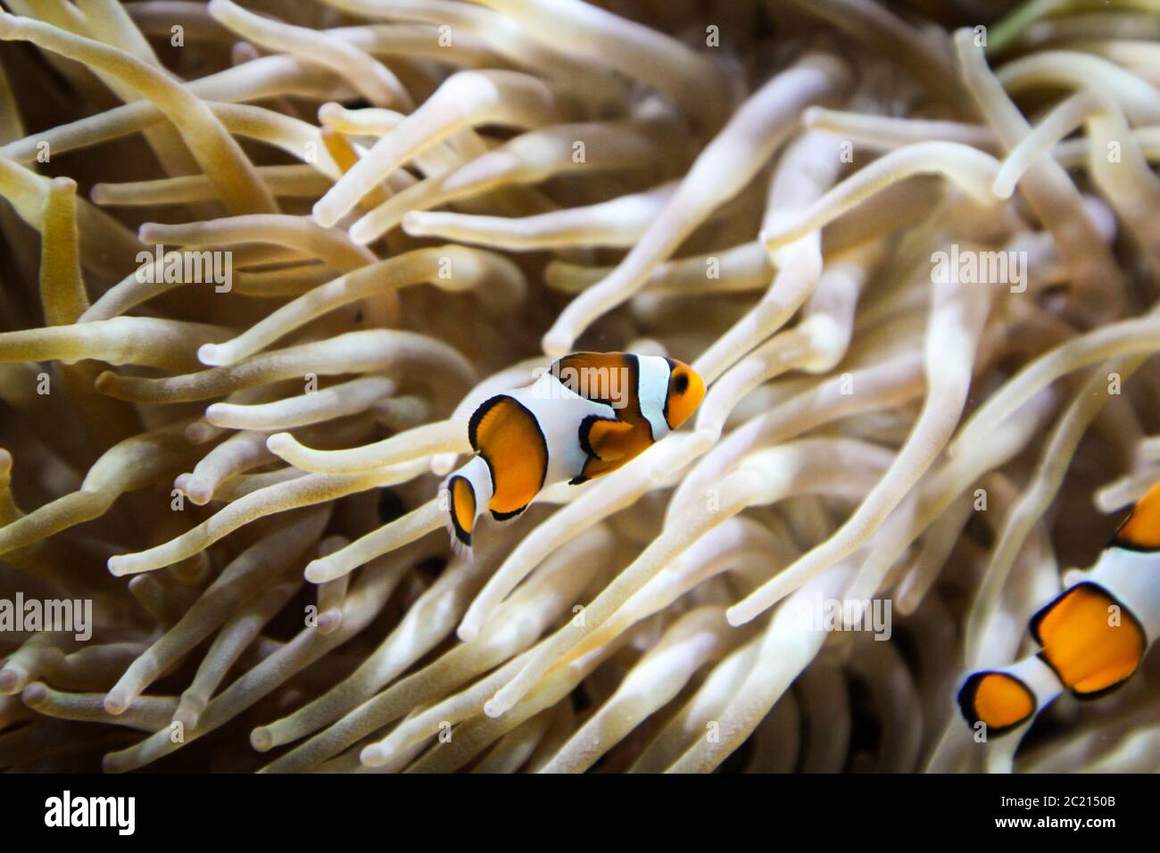 Anemone fish in an anemone Stock Photo - Alamy
