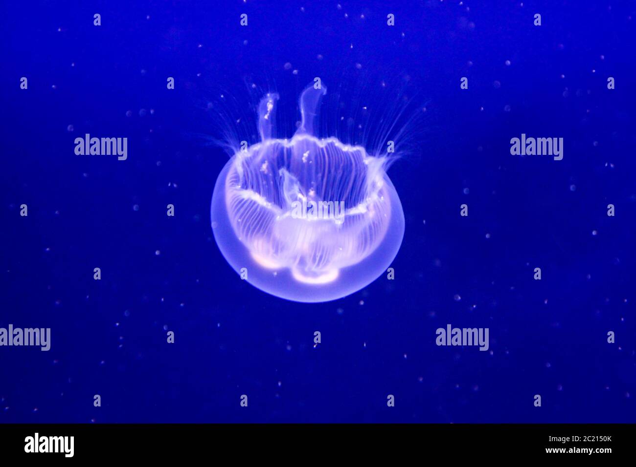 Octopus jellyfish hi-res stock photography and images - Alamy