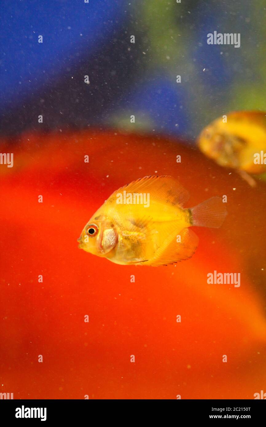 discus baby fish Stock Photo - Alamy
