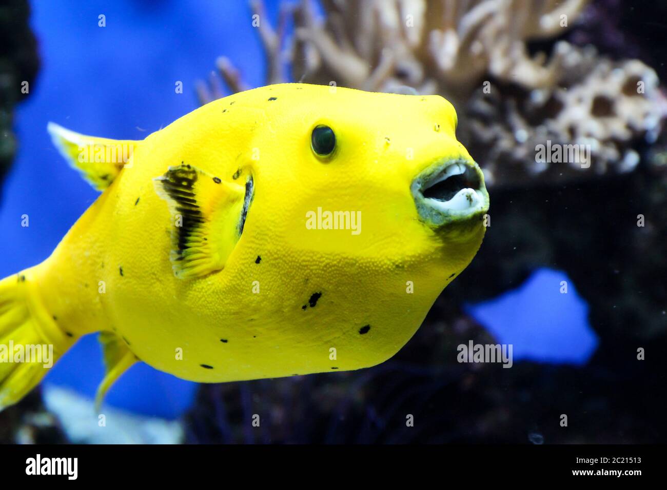Pufferfish in the reef Stock Photo - Alamy