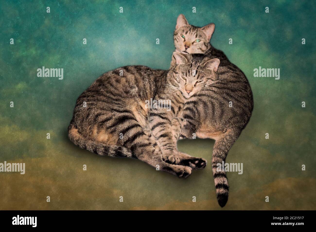 Couple cat hi-res stock photography and images - Alamy