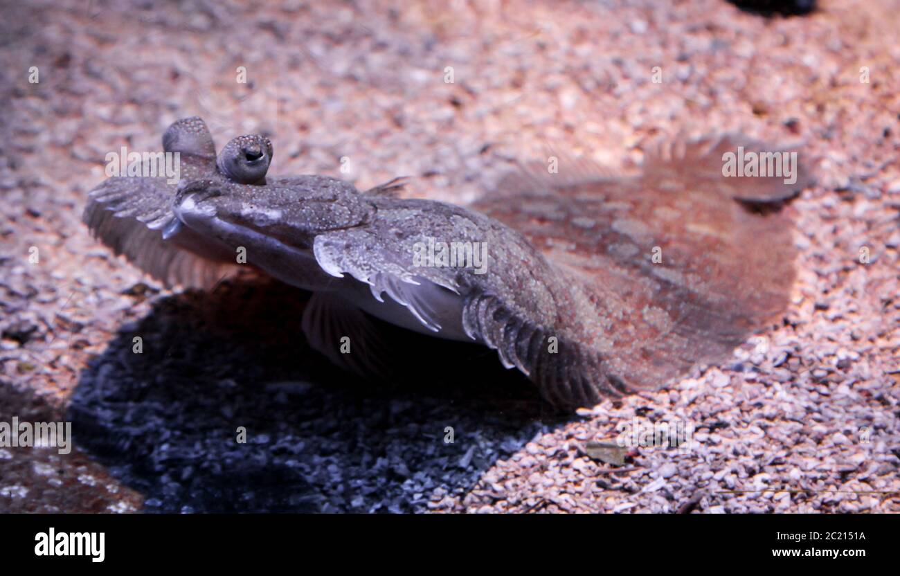 shallow fish at the sea bottom Stock Photo - Alamy