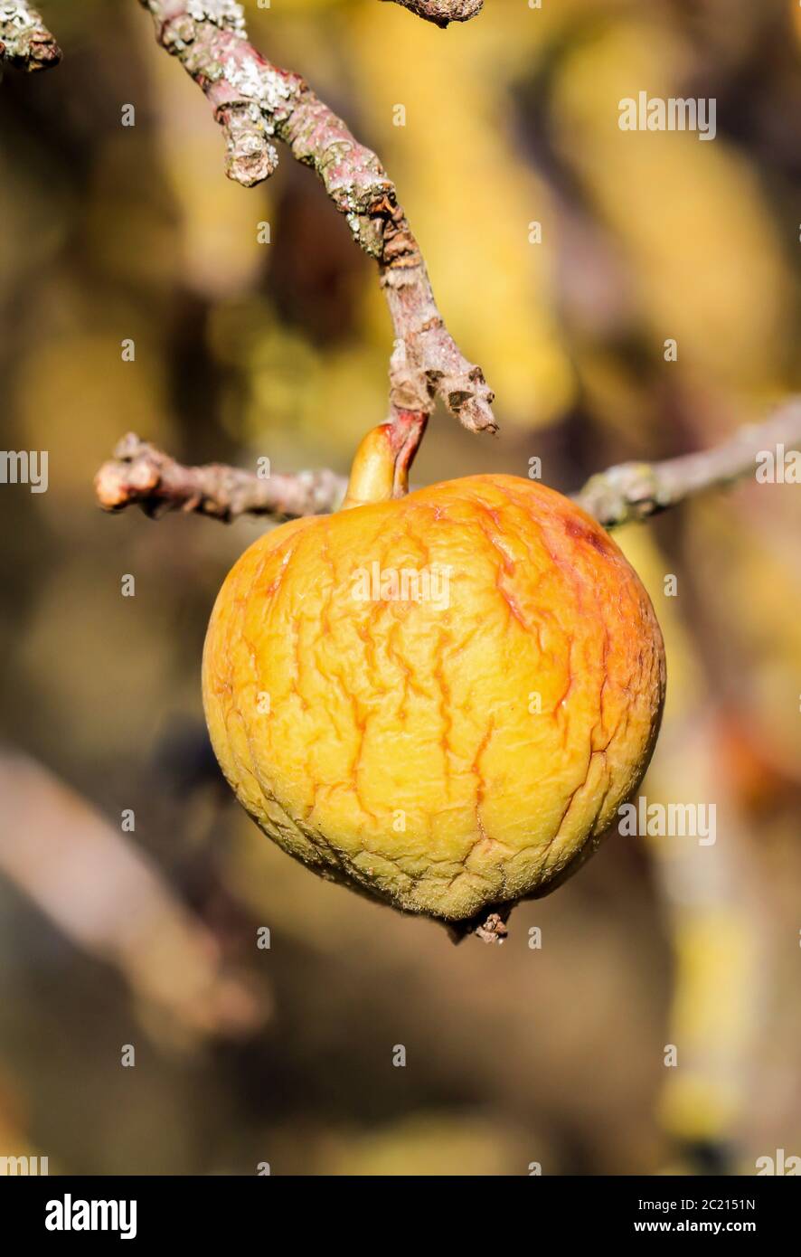 the last apple of the year Stock Photo - Alamy